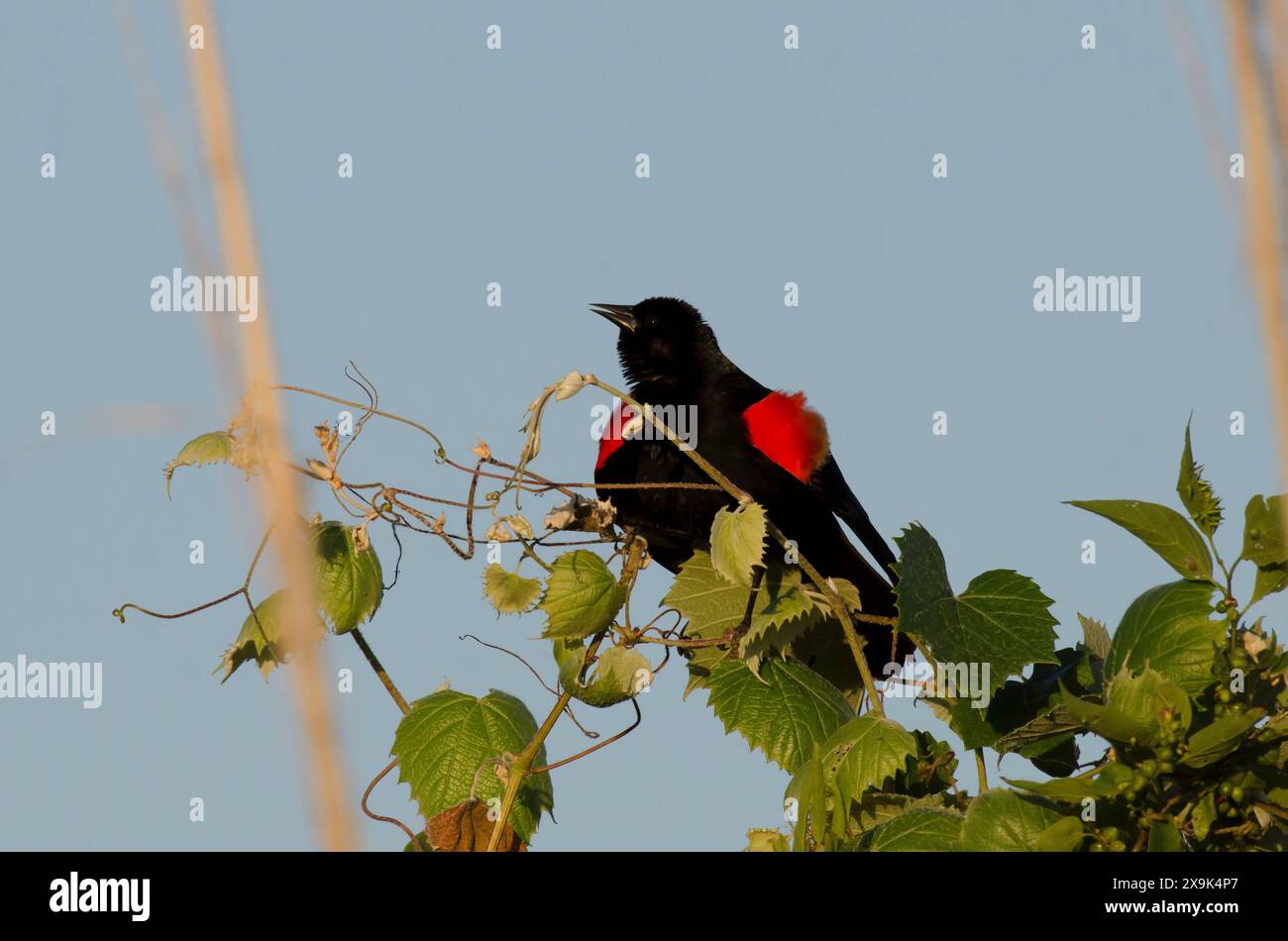 Red-winged Blackbird, Agelaius phoeniceus, male calling Stock Photo - Alamy