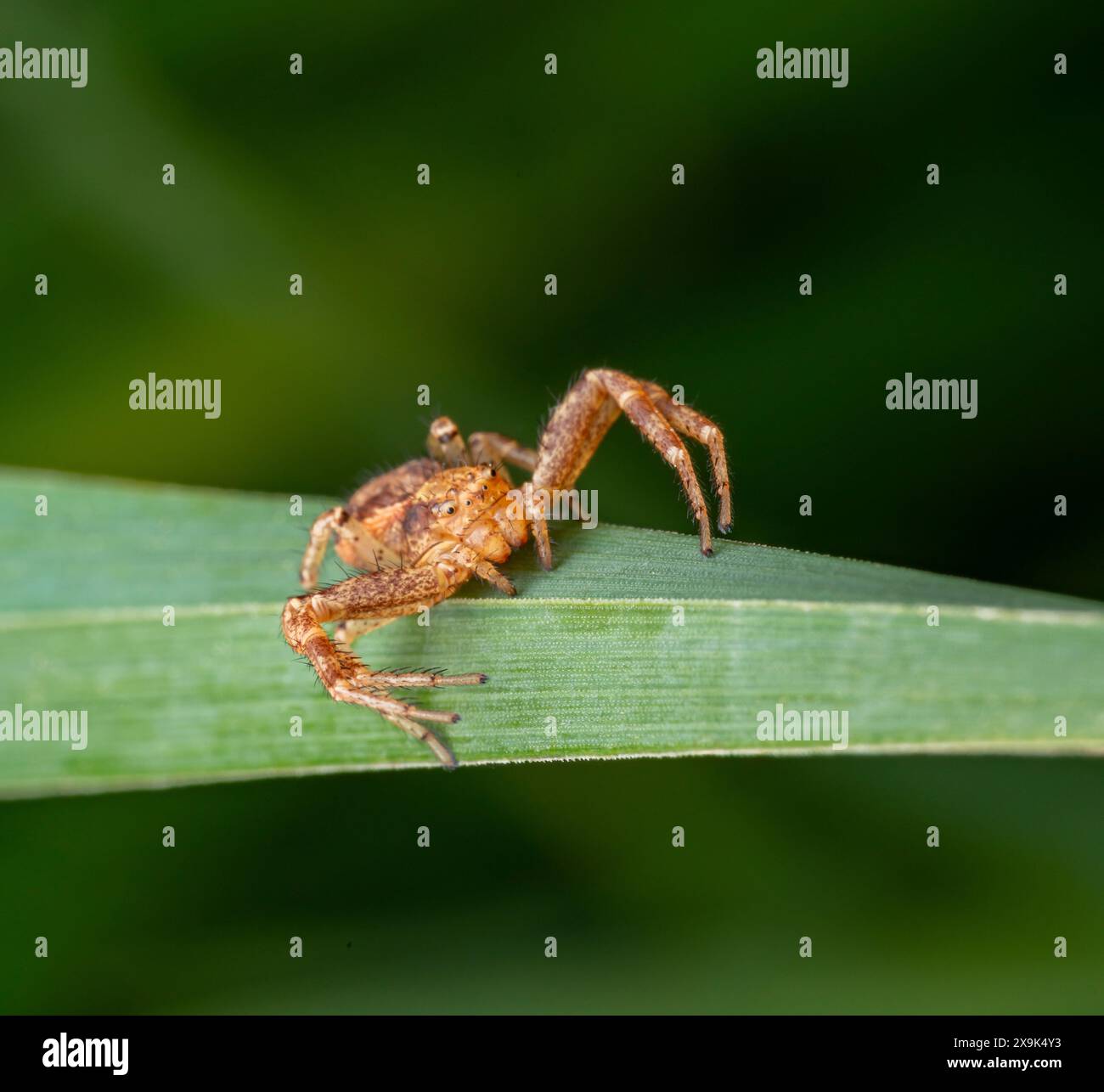 Common crab spider lurking on a grass stipe Stock Photo - Alamy
