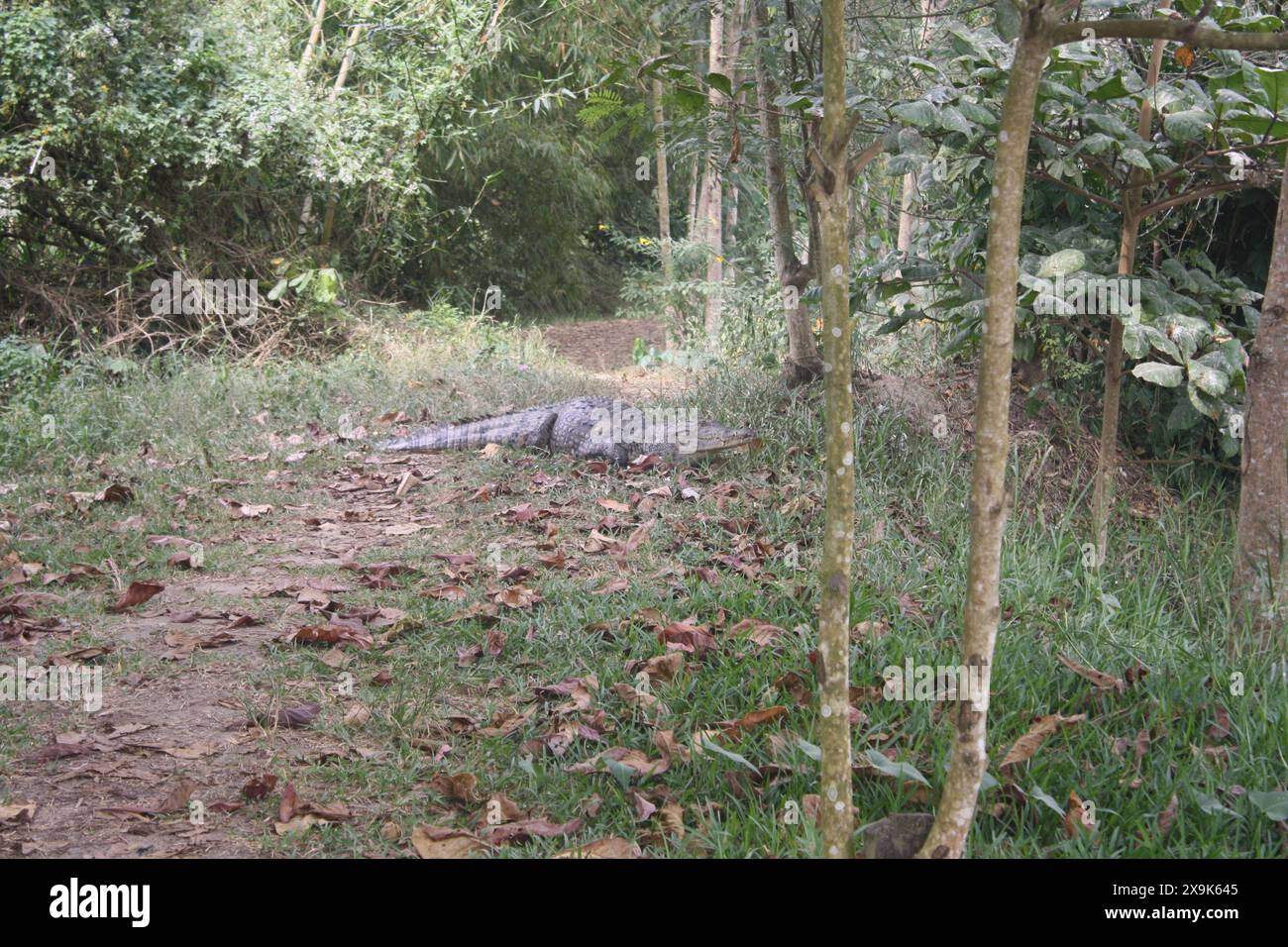 A crocodile resting on a forest path surrounded by dense foliage. The ...