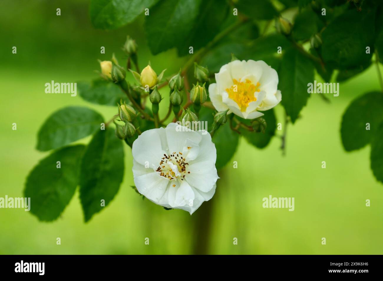 A beautiful white Musk Rose flower in an English garden, Rosa Moschata ...