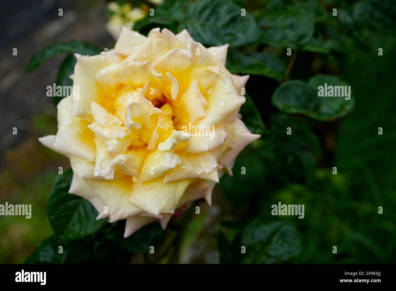 Beautiful pale yellow rose covered in raindrops with greenery behind ...