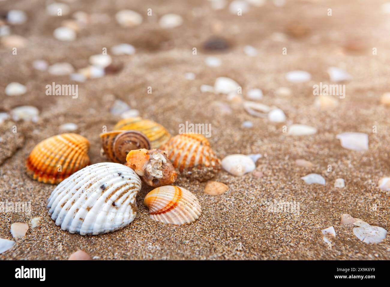 natural sea colored shells and pebbles on the seashore close-up top ...