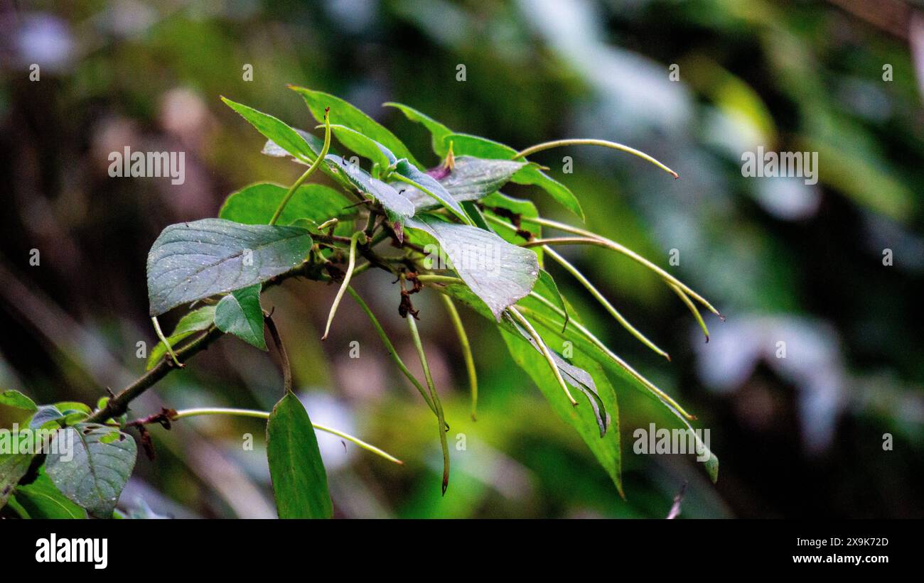 Sirih hutan (sirihan, piper aduncum, spiked pepper, spiked pepper ...