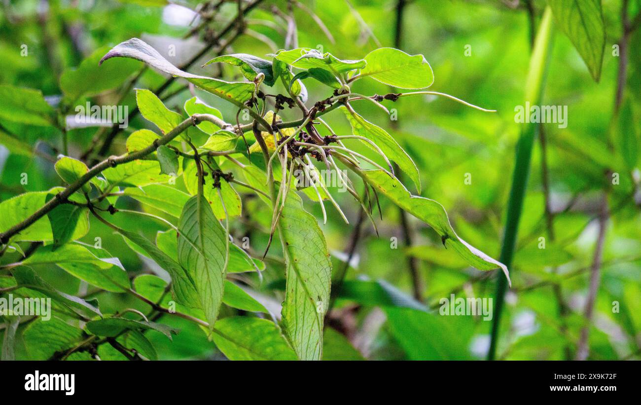 Sirih hutan (sirihan, piper aduncum, spiked pepper, spiked pepper ...