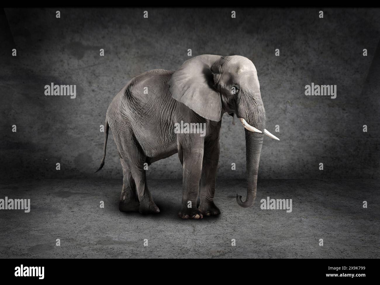 an elephant in an empty room, metaphor concept Stock Photo - Alamy