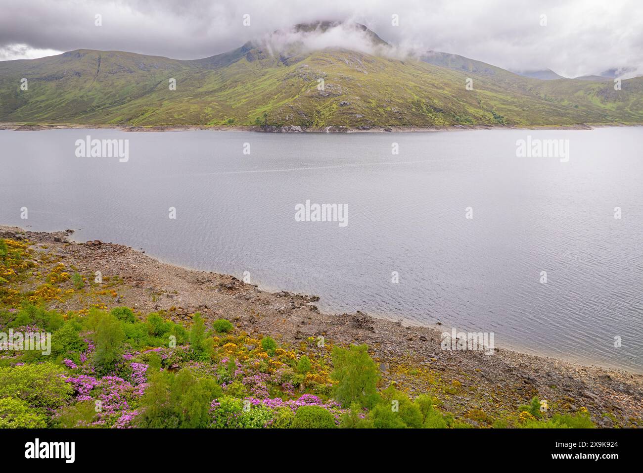 Kinloch Hourn Scotland Loch Quoich mountains and mist yellow gorse and ...