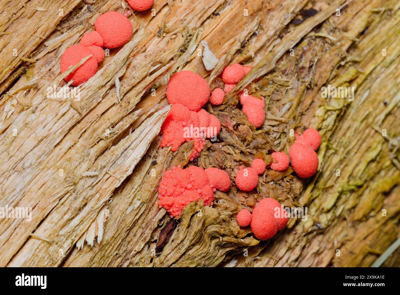 Red Raspberry slime mold on dead wood Stock Photo - Alamy