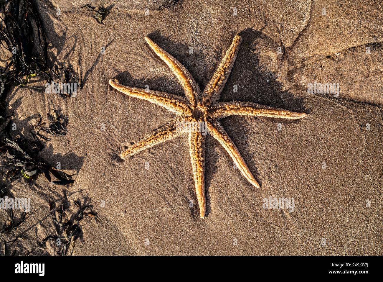 Starfish on the beach at Big Sand Beach, Gairloch. Scotland May 2024 ...
