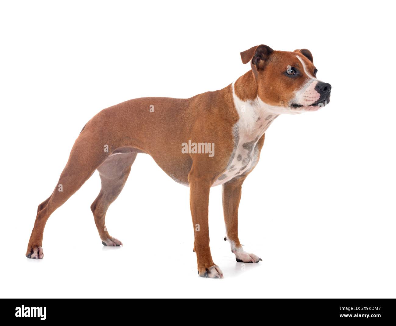 staffordshire bull terrier in front of white background Stock Photo - Alamy