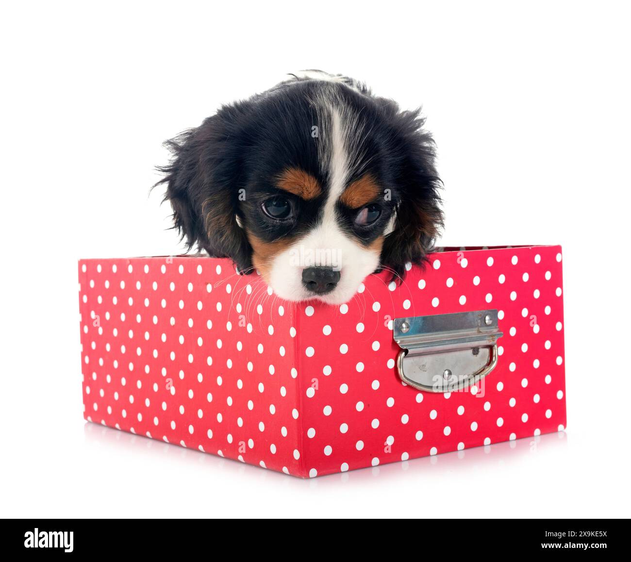 cavalier king charles in front of white background Stock Photo - Alamy