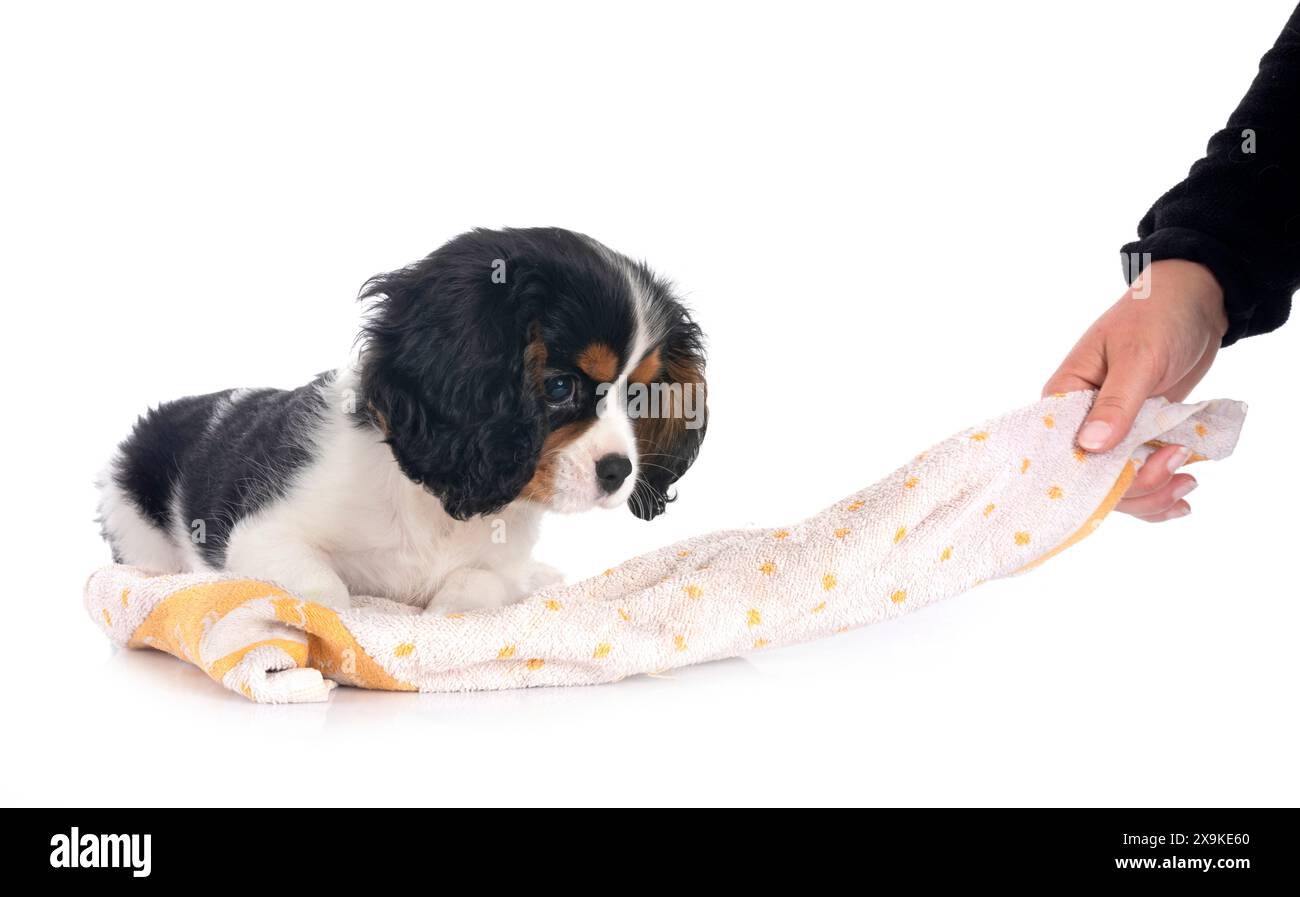 cavalier king charles in front of white background Stock Photo - Alamy