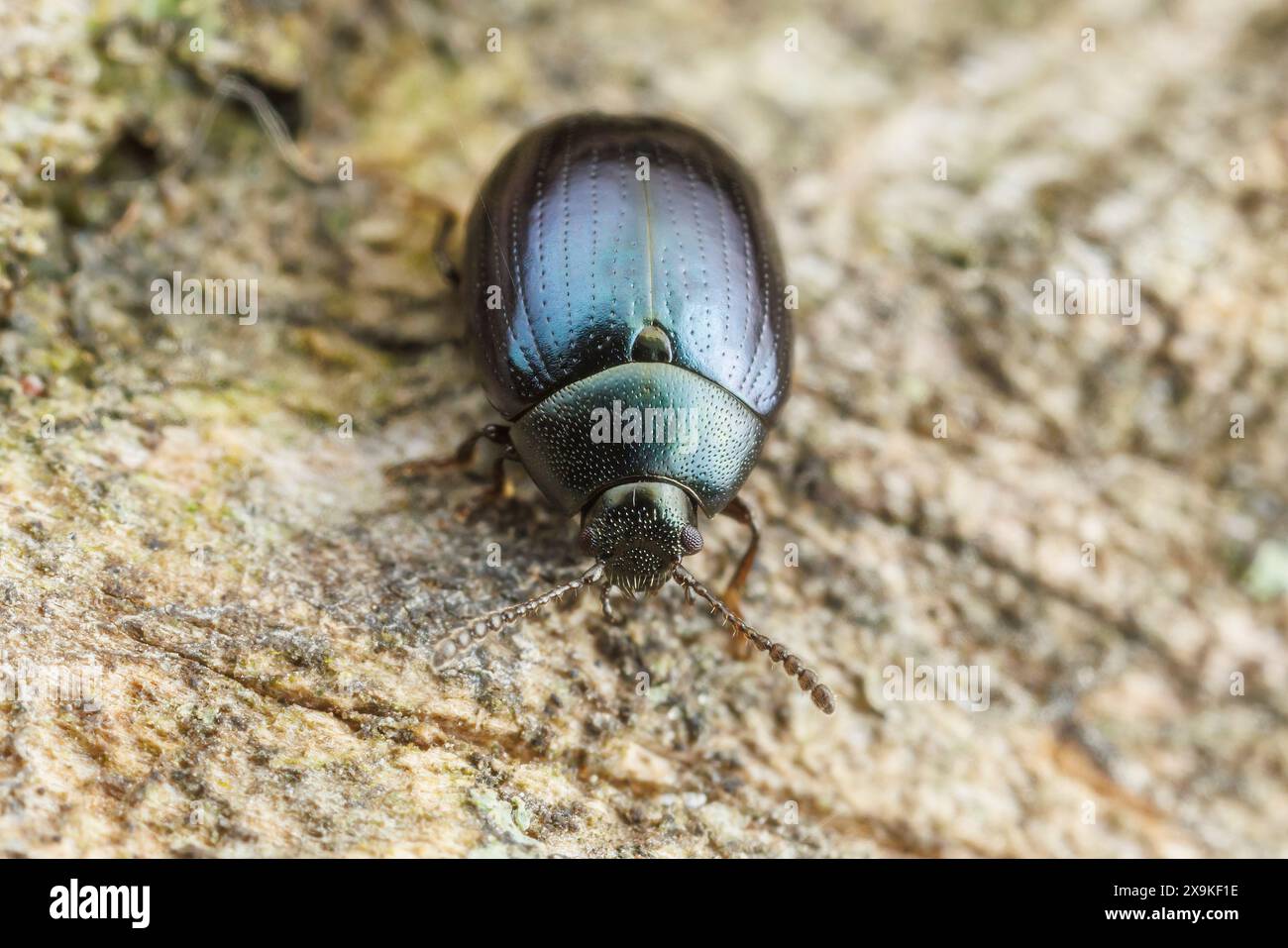 Leaf Beetle (Phaedon viridis Stock Photo - Alamy
