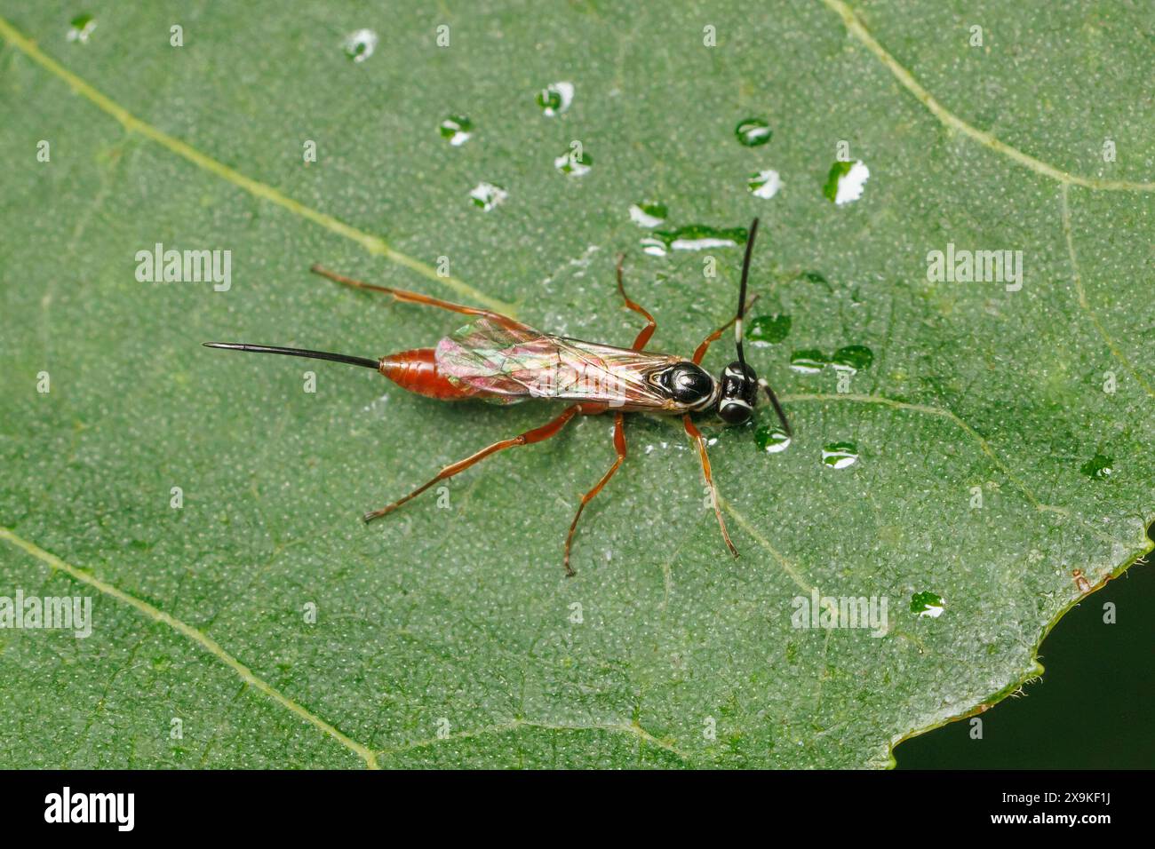 Ichneumonid Wasp (Mesostenus thoracicus) - Female Stock Photo - Alamy