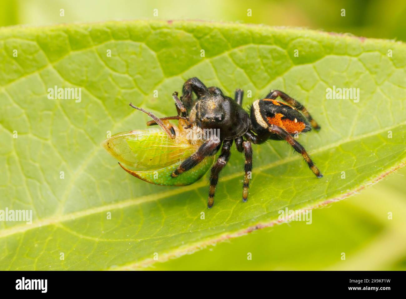 A Brilliant Jumping Spider (Phidippus clarus) with captured Tortistilus ...