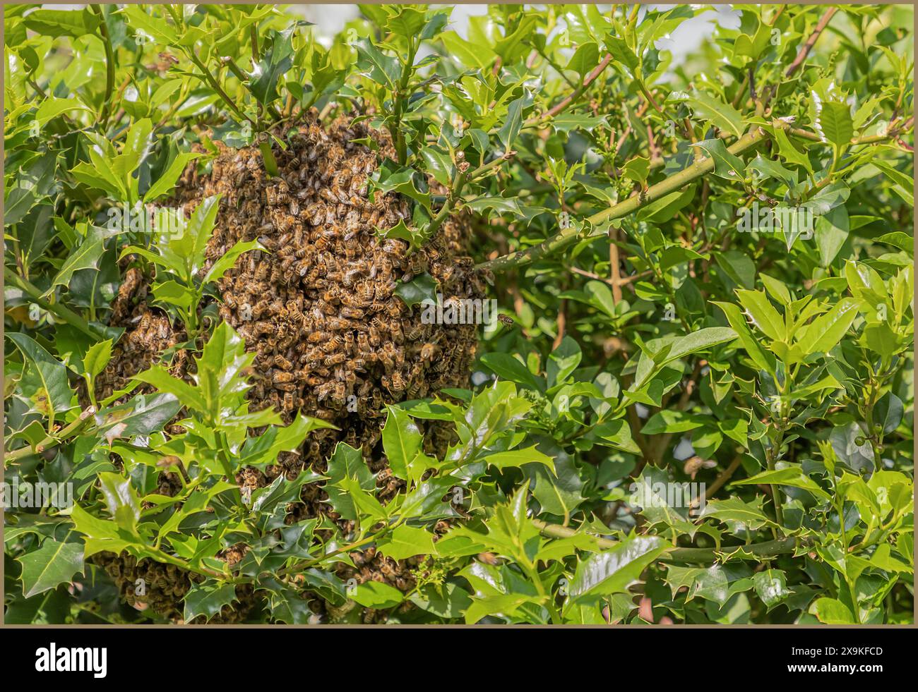 Honeybees swarming hi-res stock photography and images - Alamy