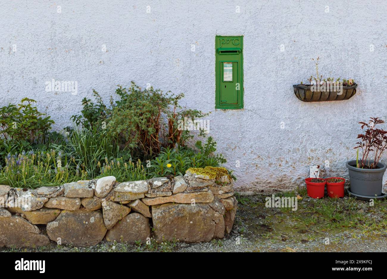 Green painted Irish post box in a white painted wall next to a flower ...