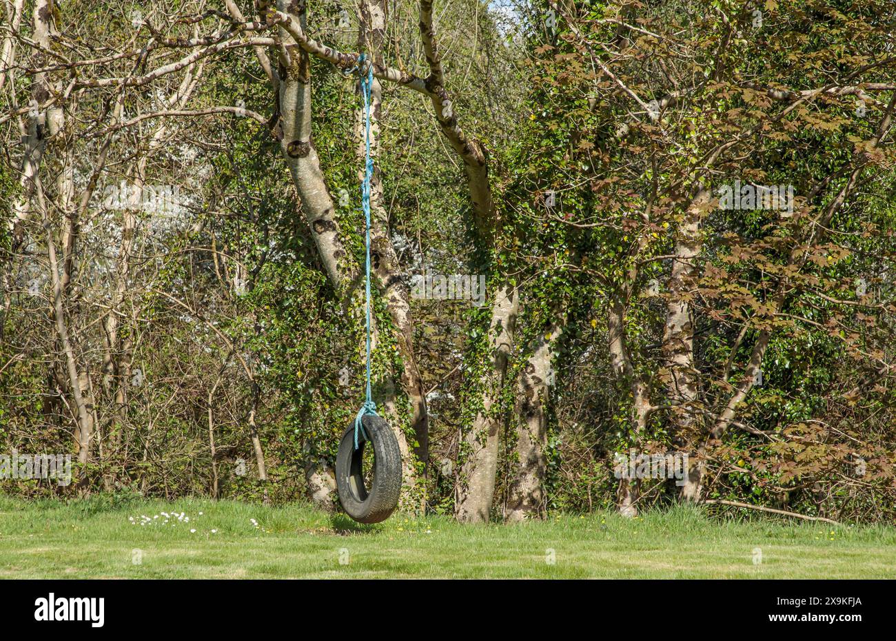 Old tyre recycled and hung on a tree with blue rope to make a childs ...