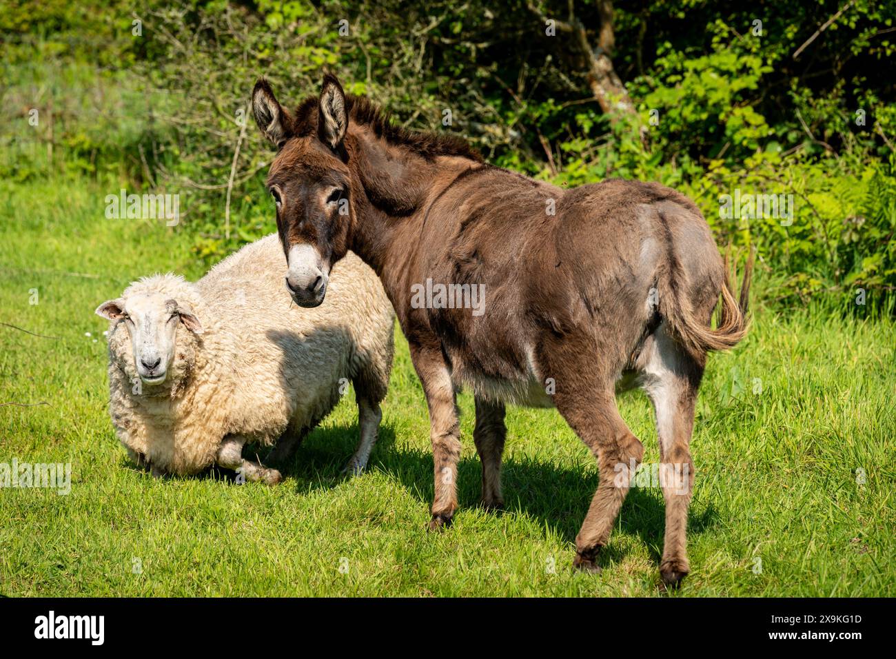 One sheep and one donkey. Cute animal friends in the pasture Stock ...