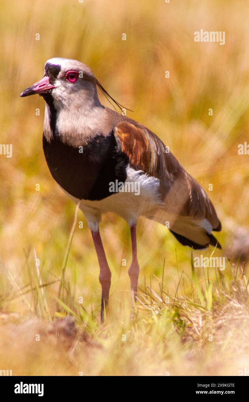 Southern lapwing (Vanellus chilensis) is a common bird in Brazil Stock ...