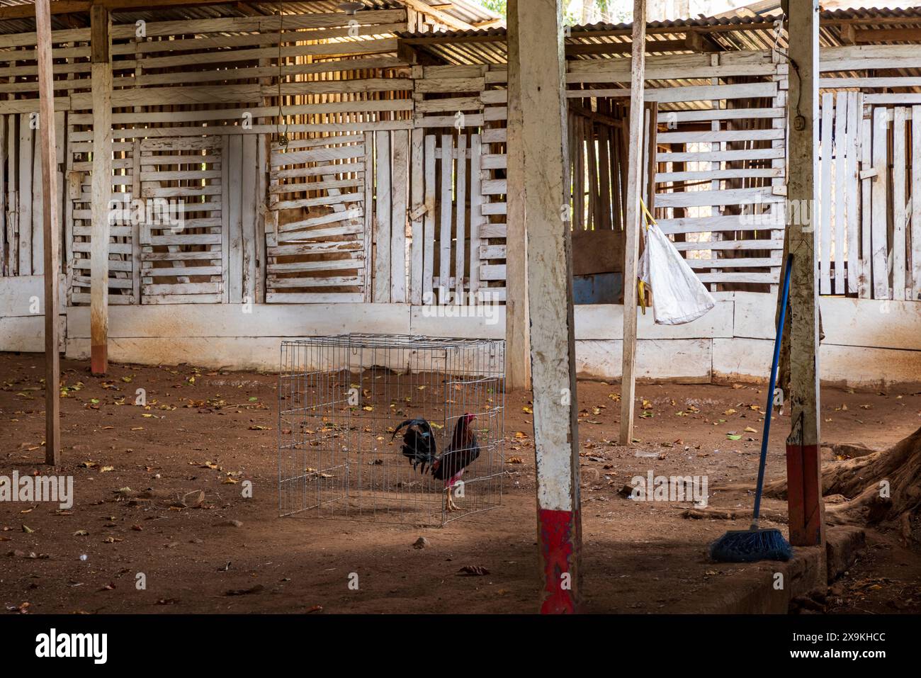 Rooster breeder shed and fight arena along Road 25 in Nicargaua Stock ...