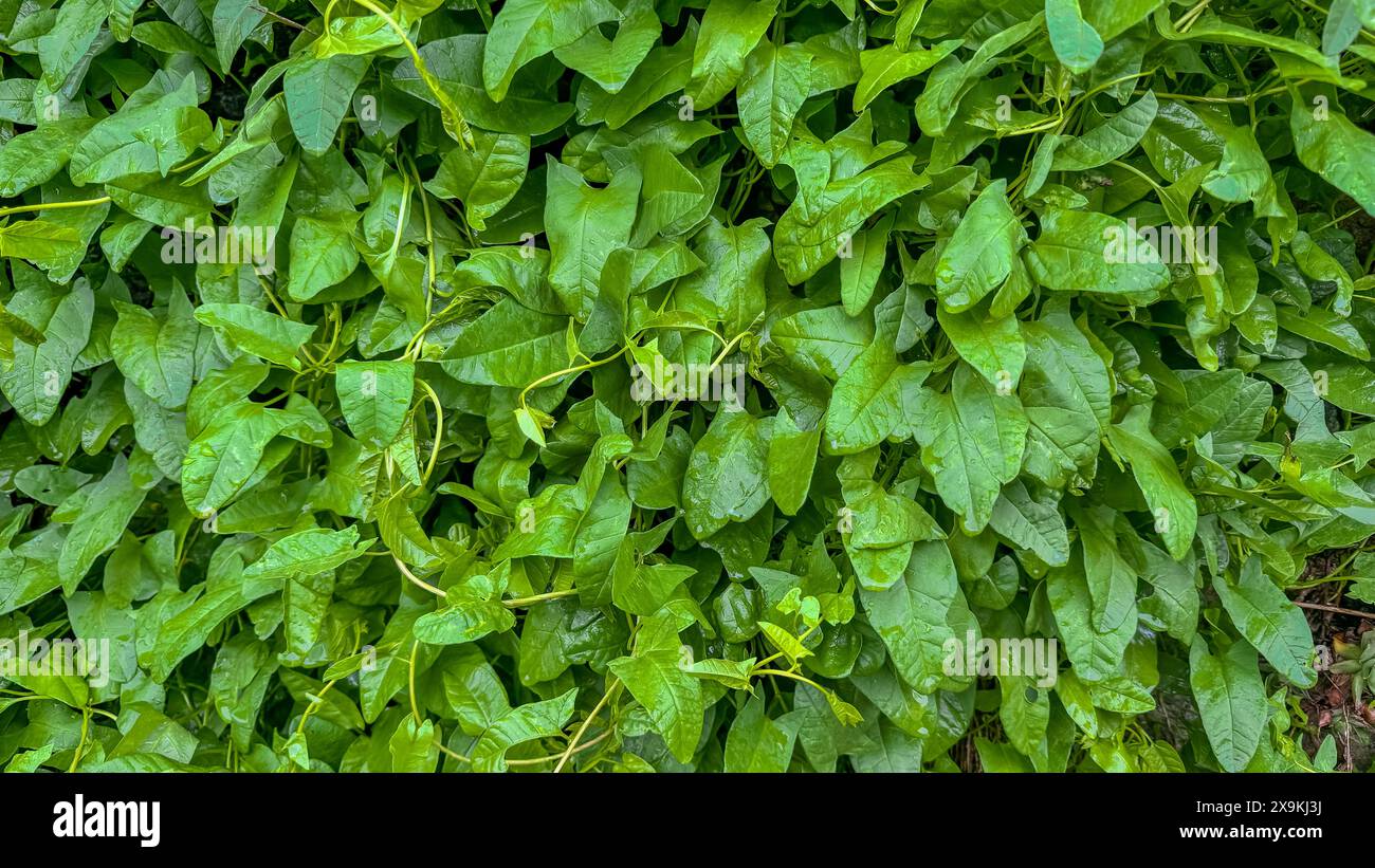 green pea stalks with leaves in the garden bed of the backyard the wire ...