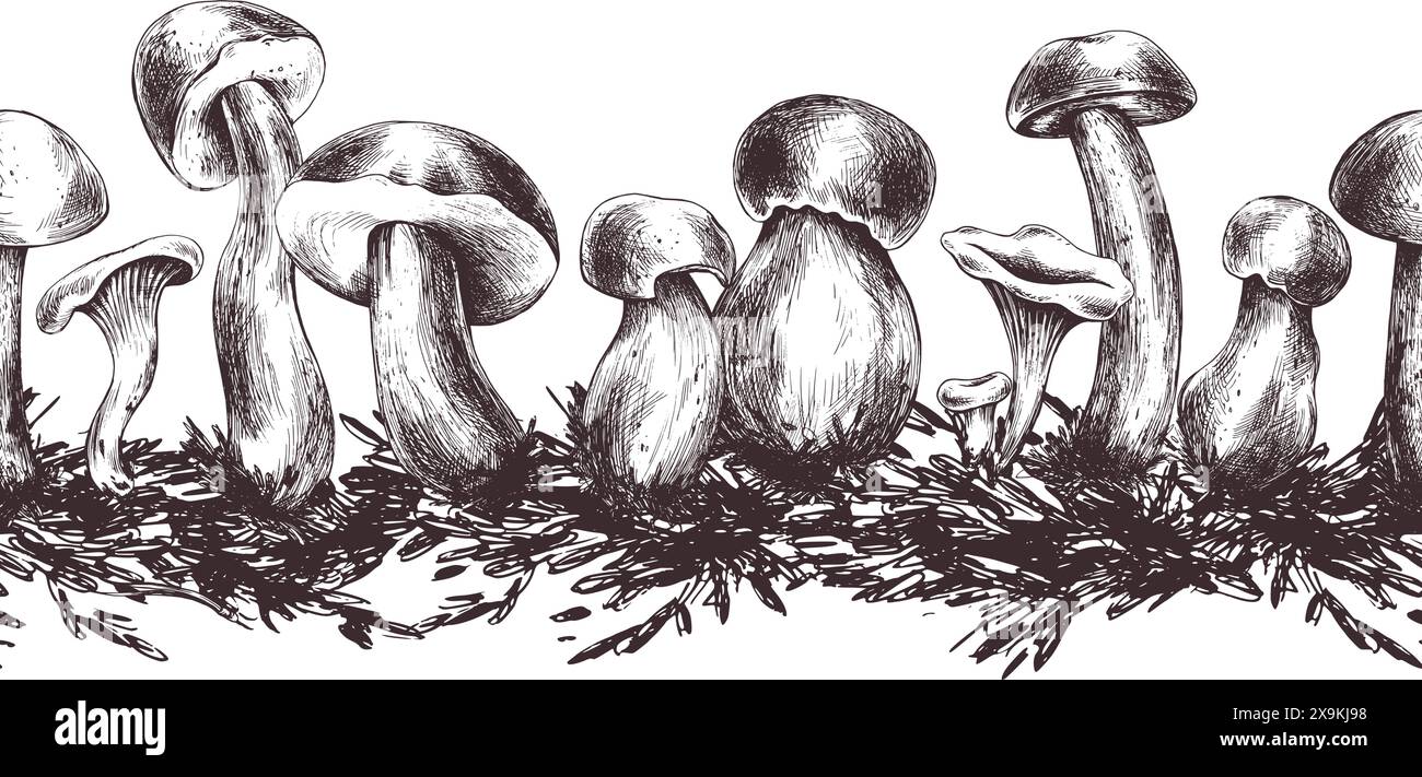 Forest edible mushrooms porchini, boletus, chanterelles with moss ...