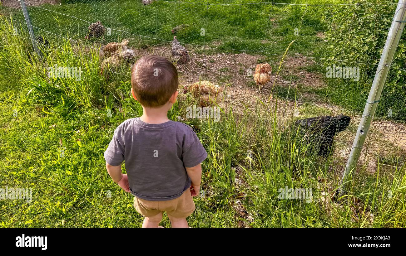 Young toddler kid watching with chickens, wearing grey outfit in summer ...