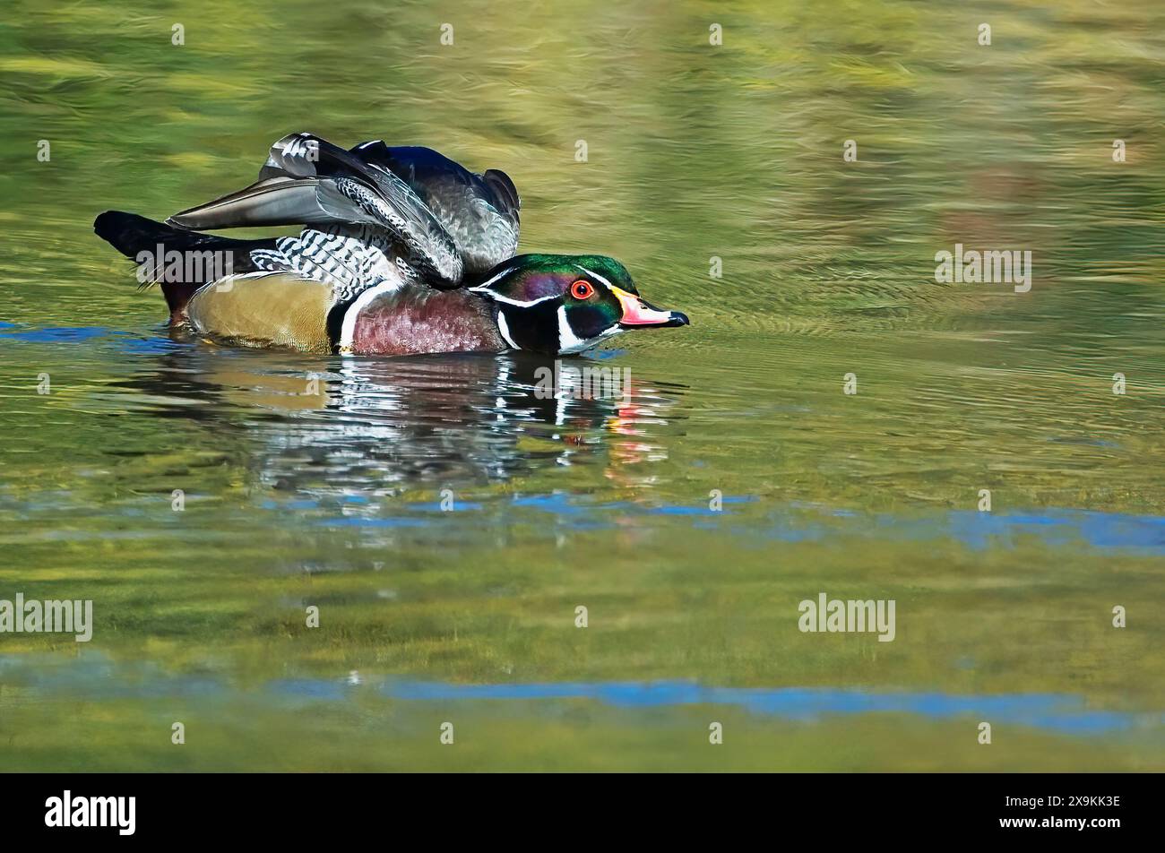 American wing hi-res stock photography and images - Alamy