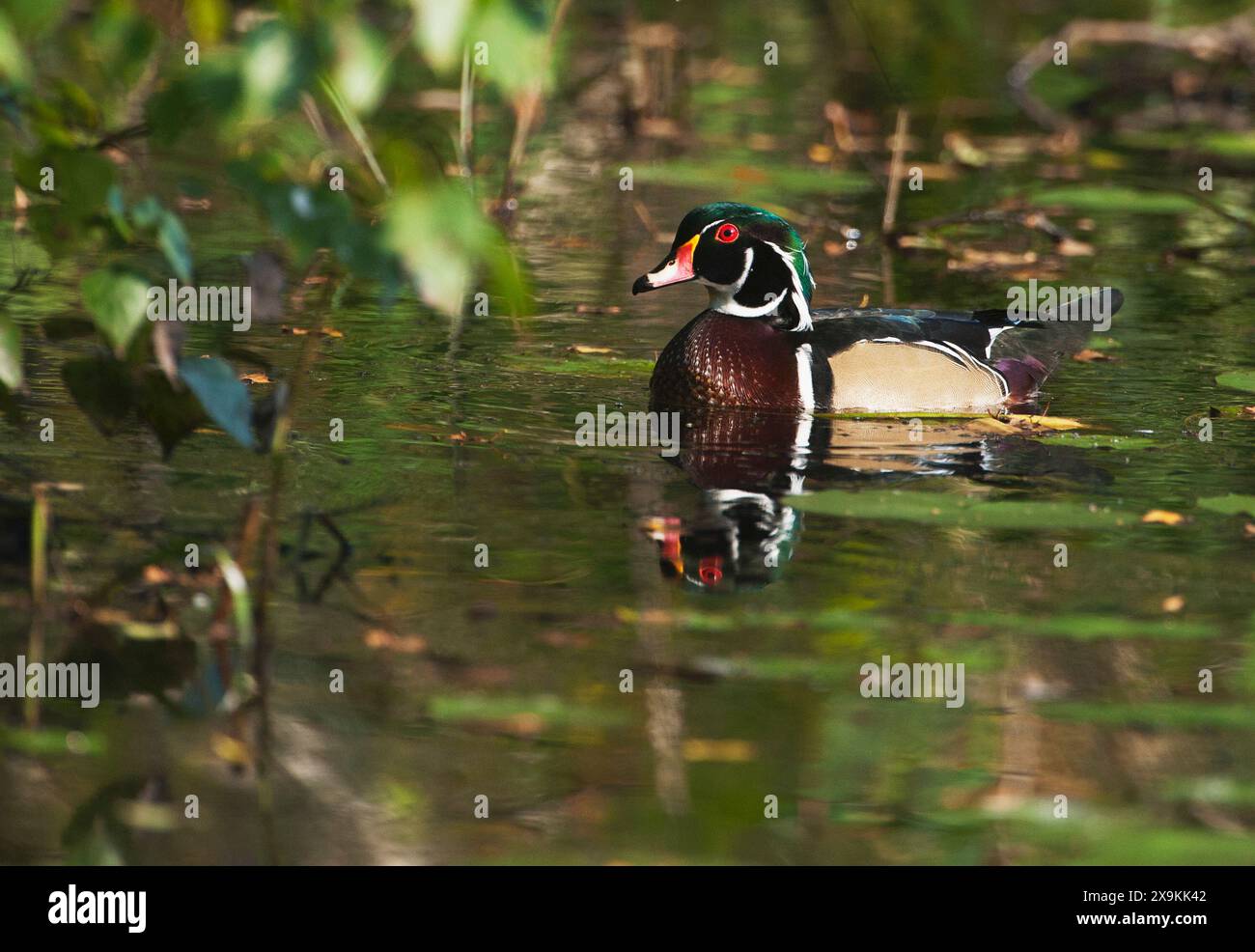 American wood duck Stock Photo - Alamy