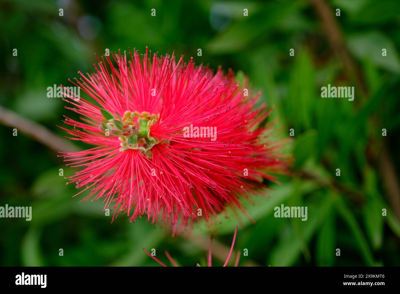 red callistemon against green leaves Stock Photo - Alamy