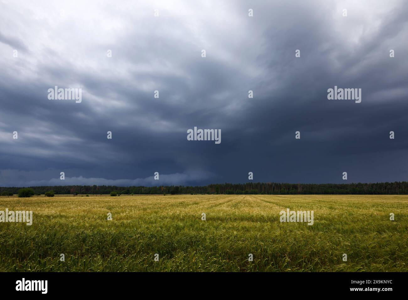 Regenwetter und Unwettergefahr DEU/Deutschland/Brandenburg/Lieske, 01. ...