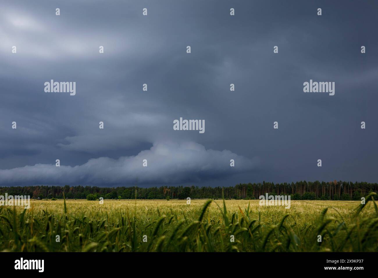Regenwetter und Unwettergefahr DEU/Deutschland/Brandenburg/Lieske, 01. ...