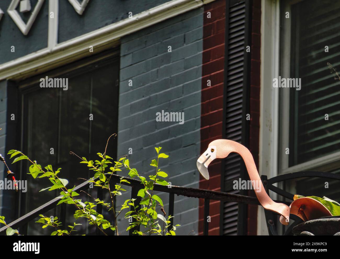 Flamingo on railing hi-res stock photography and images - Alamy