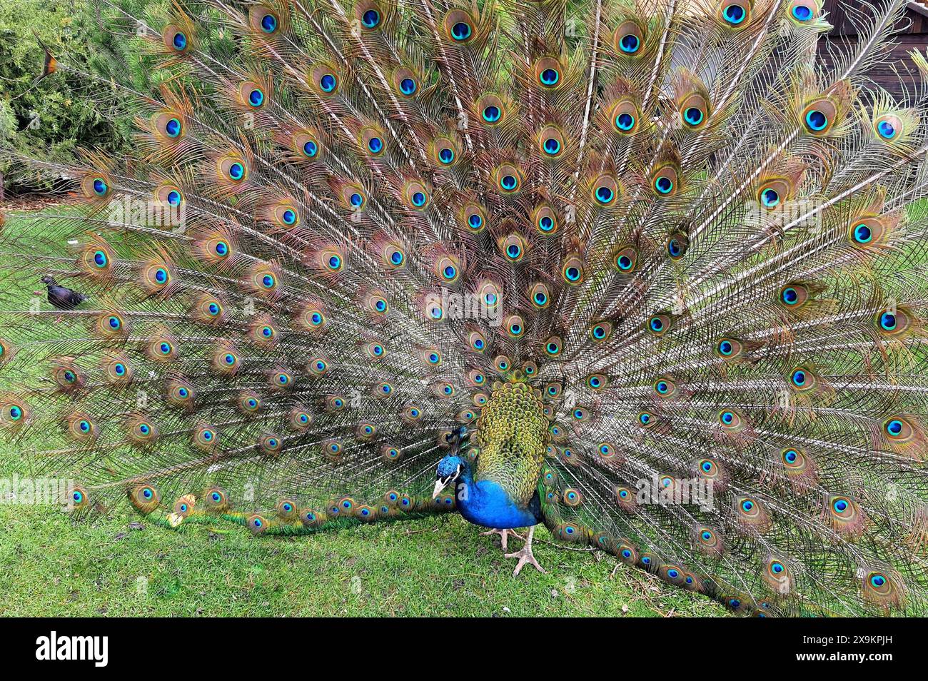 A bright blue beautiful peacock with long tail and feathers dances ...