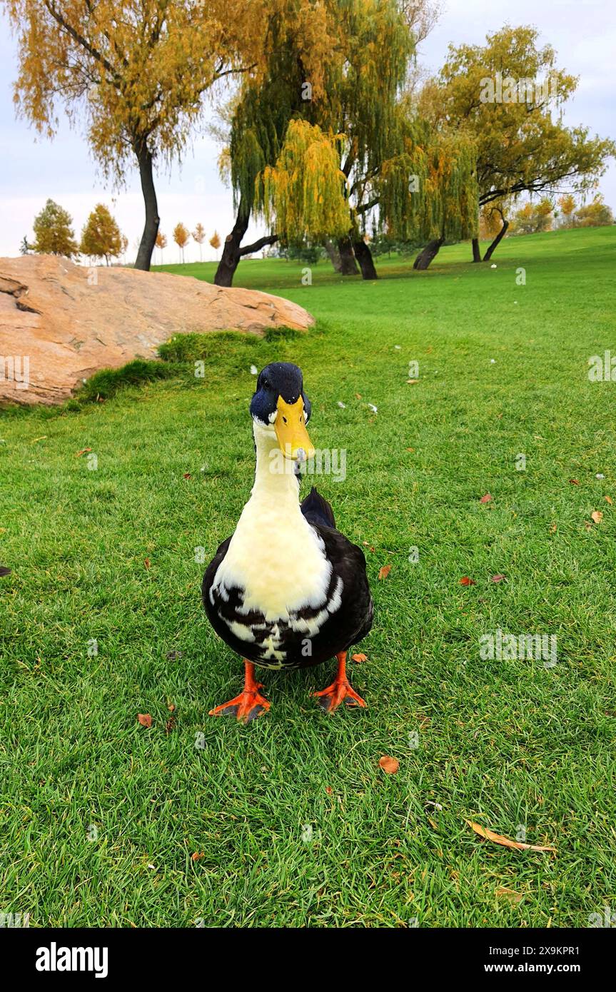 Large brown duck stands hi-res stock photography and images - Alamy