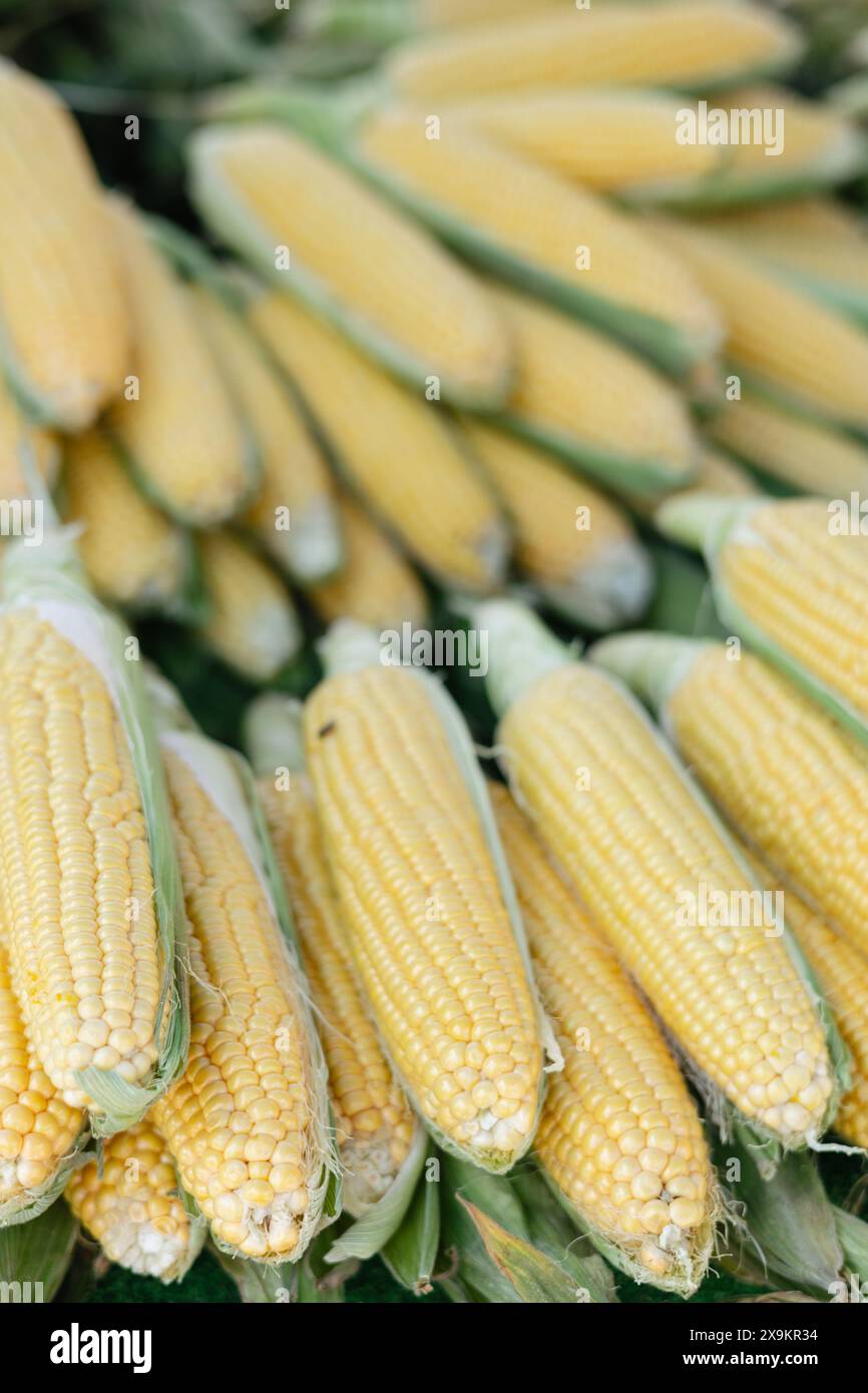 young seasonal corn on a market stall Stock Photo - Alamy