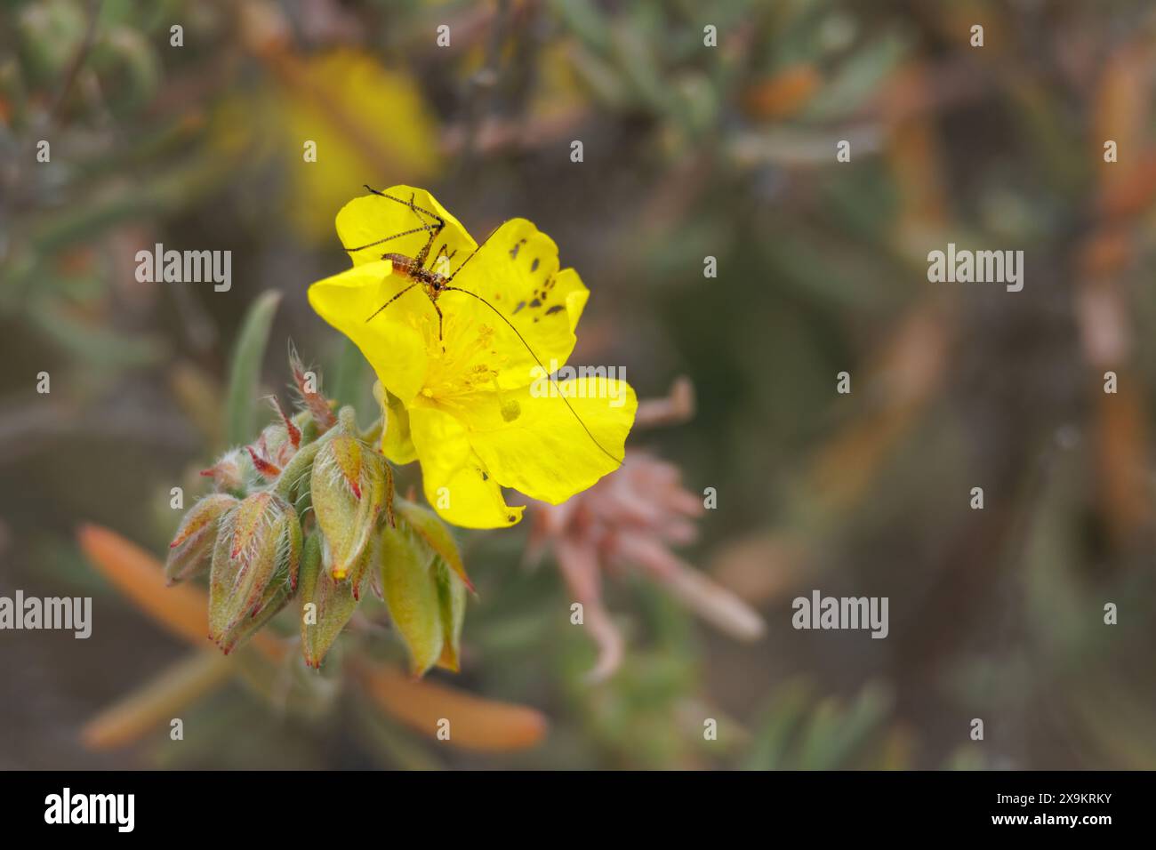 Rosemary jarilla hi-res stock photography and images - Alamy