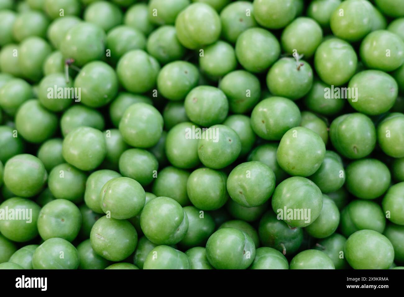 Can erik plums hi-res stock photography and images - Alamy