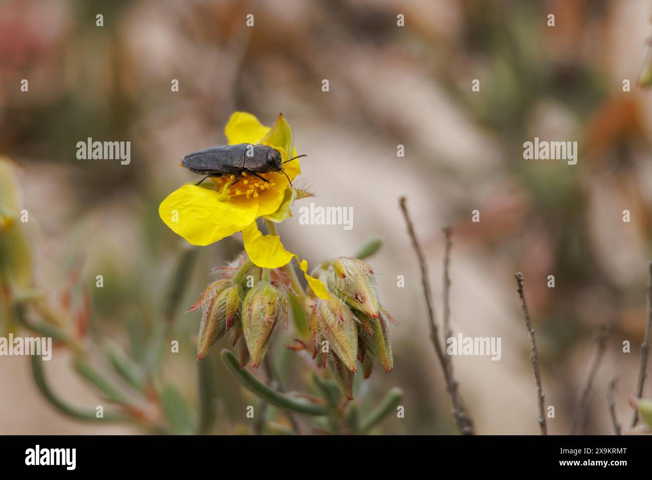 Beetle of the genus Anthaxia eating creeping jarilla flower, Fumana ...
