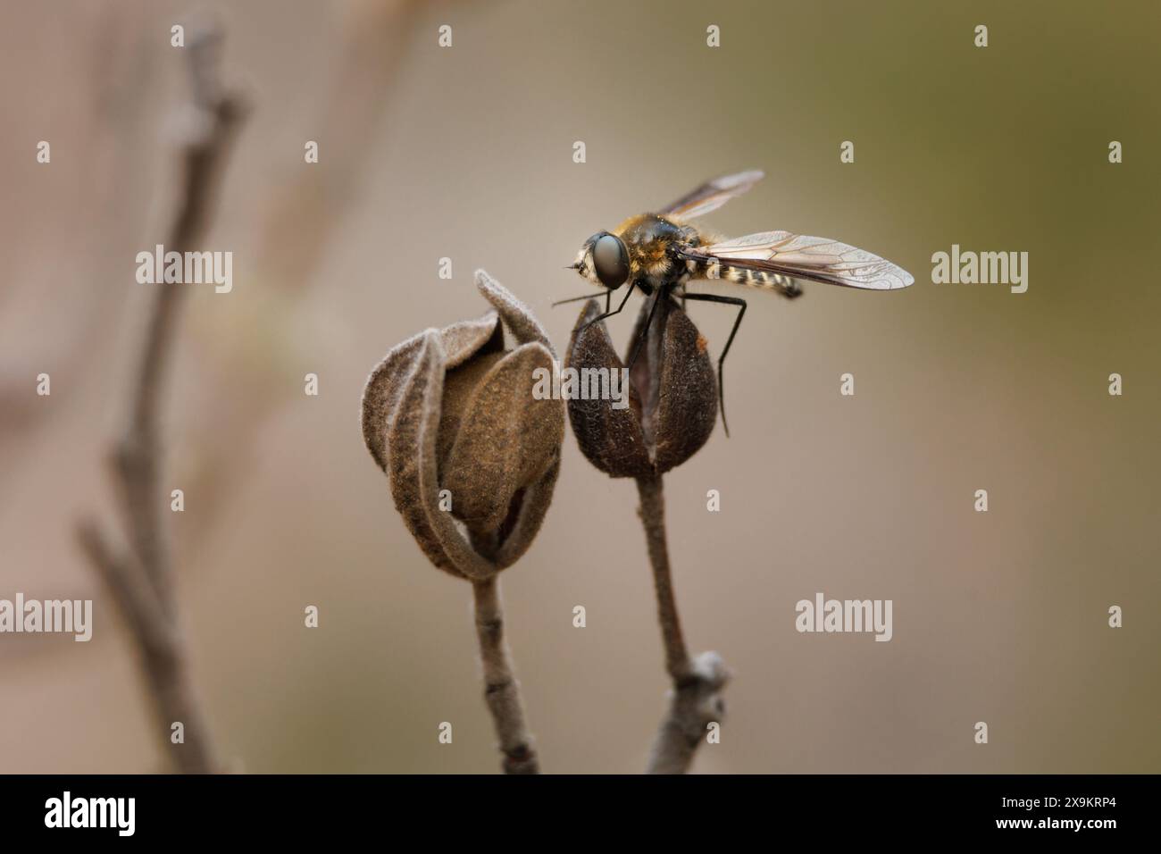 Cistus sp hi-res stock photography and images - Alamy