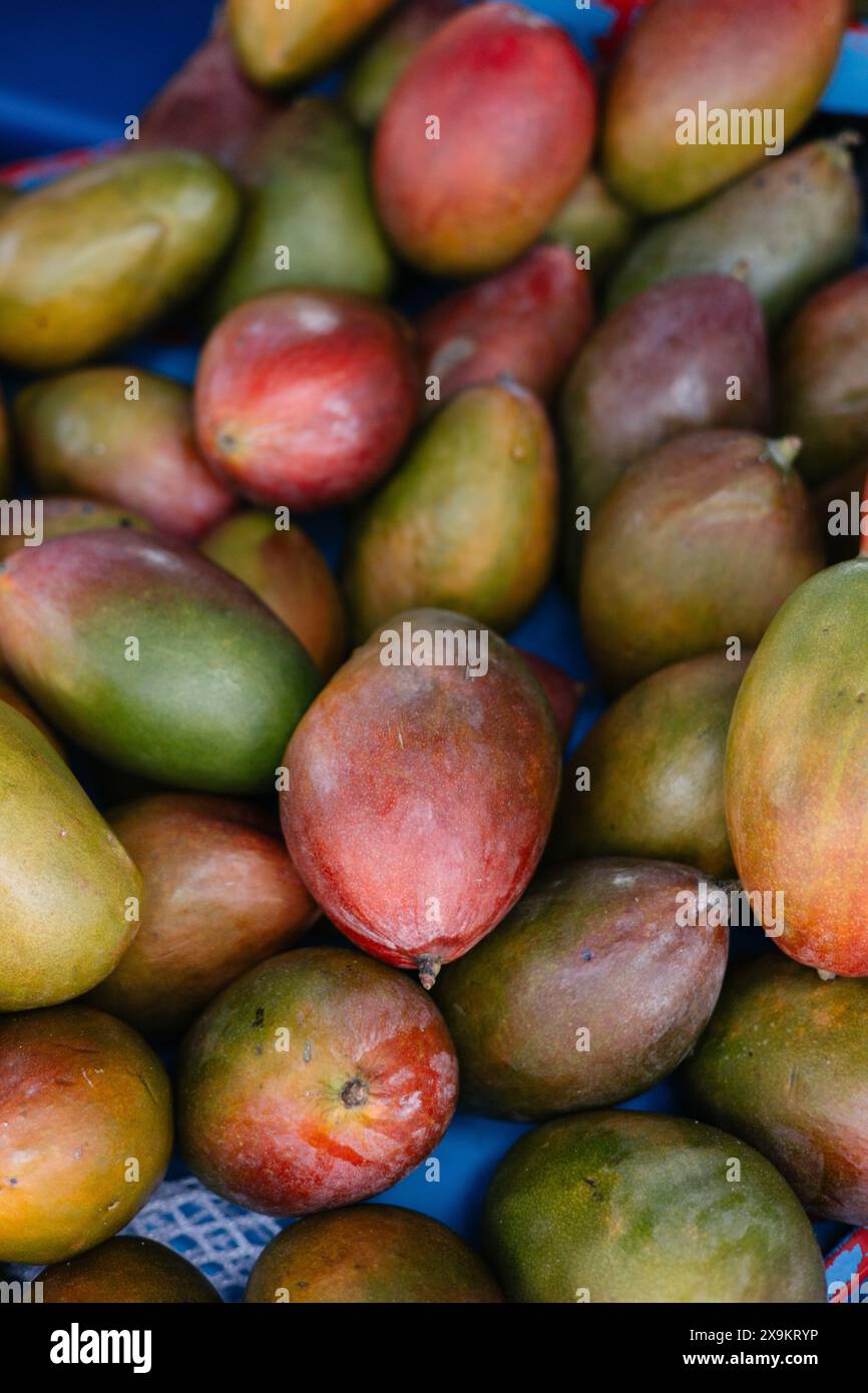 Mango tree goa india hi-res stock photography and images - Alamy