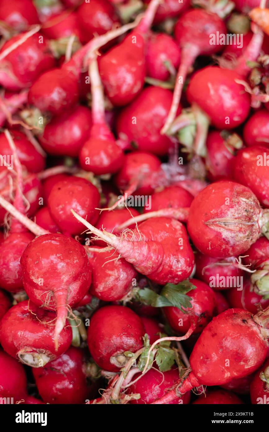 group of red young radis Stock Photo - Alamy