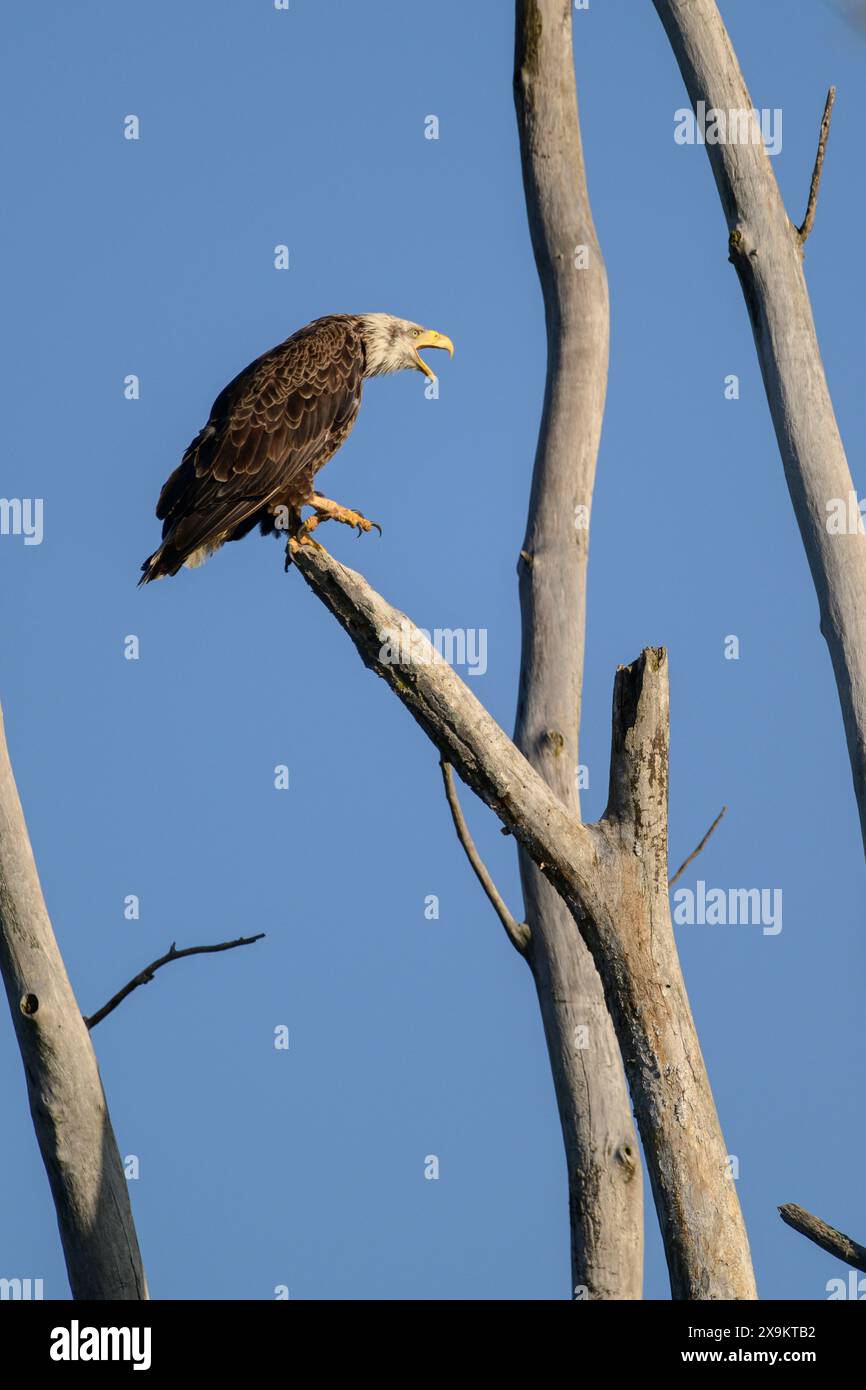 Screeching birds hi-res stock photography and images - Alamy