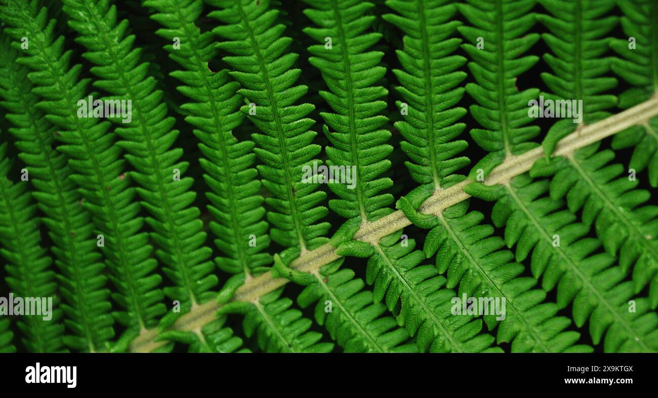 Fragments of fern leaves close up. Unique angles. Dark background ...