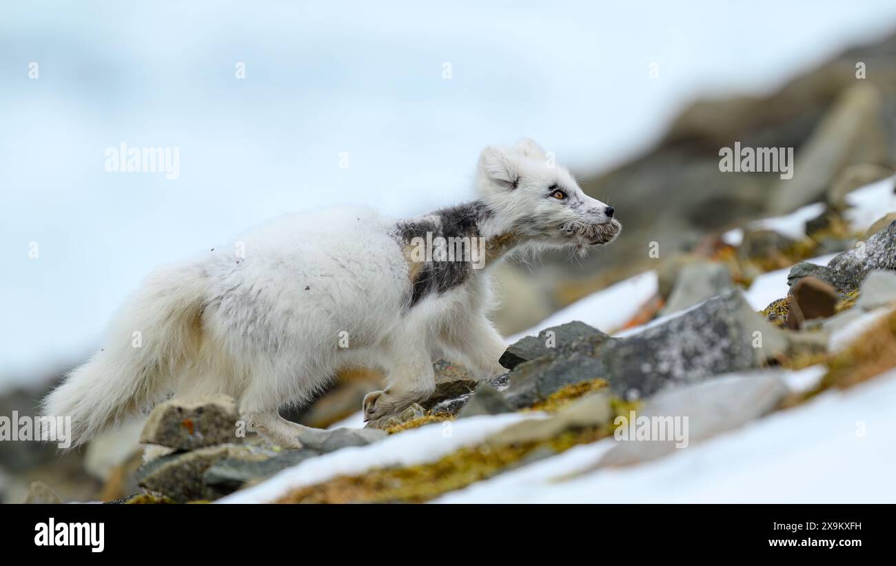 Arctic fox cub (Vulpes lagopus) in Svalbard with fur lice Stock Photo ...