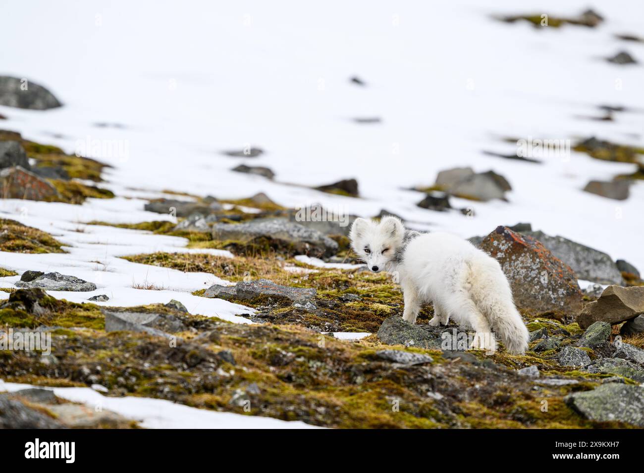 Arctic fox cub (Vulpes lagopus) in Svalbard with fur lice Stock Photo ...