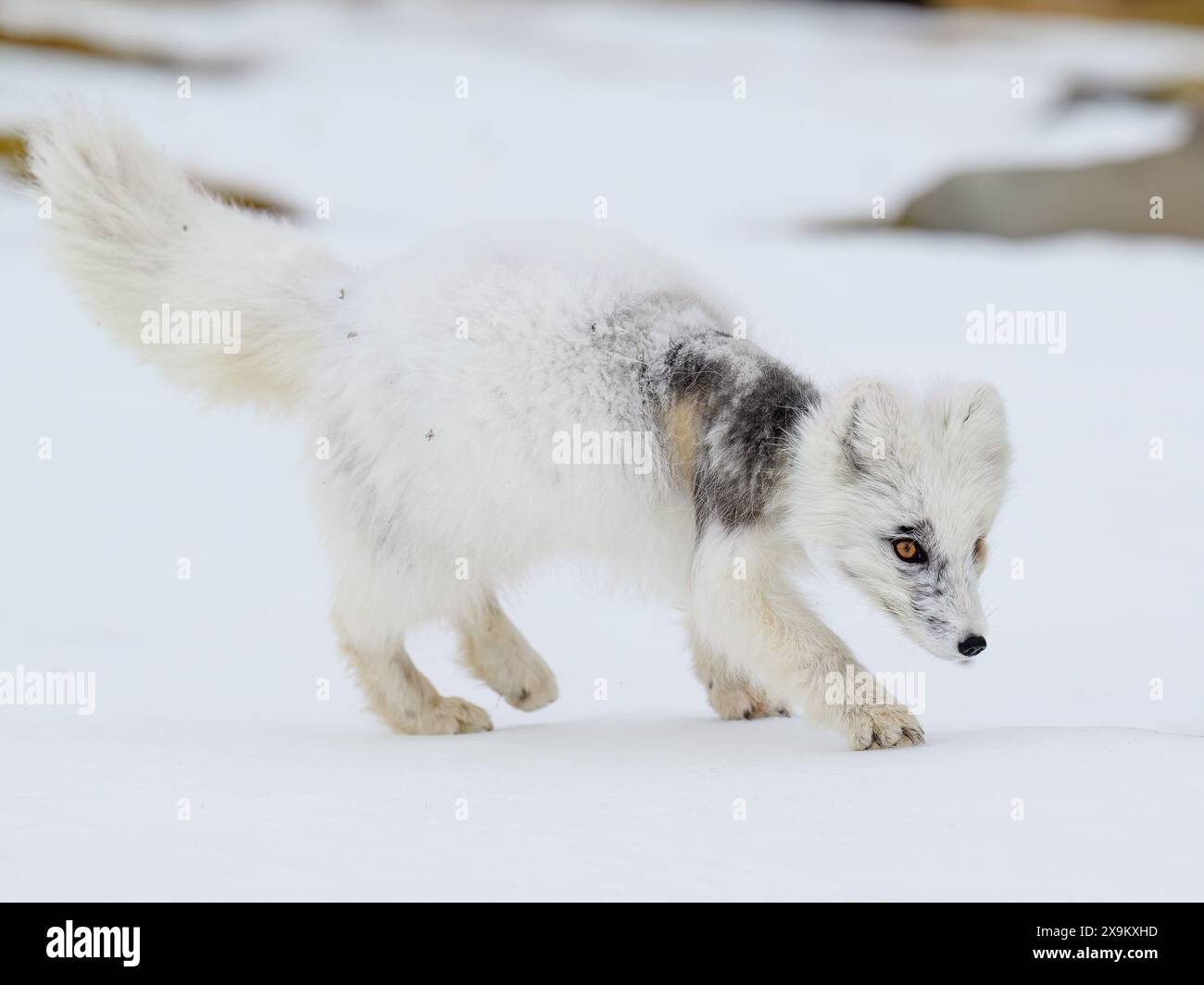Arctic fox cub (Vulpes lagopus) in Svalbard with fur lice Stock Photo ...