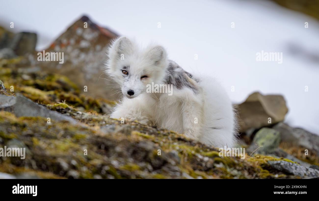 Arctic fox cub (Vulpes lagopus) in Svalbard with fur lice Stock Photo ...