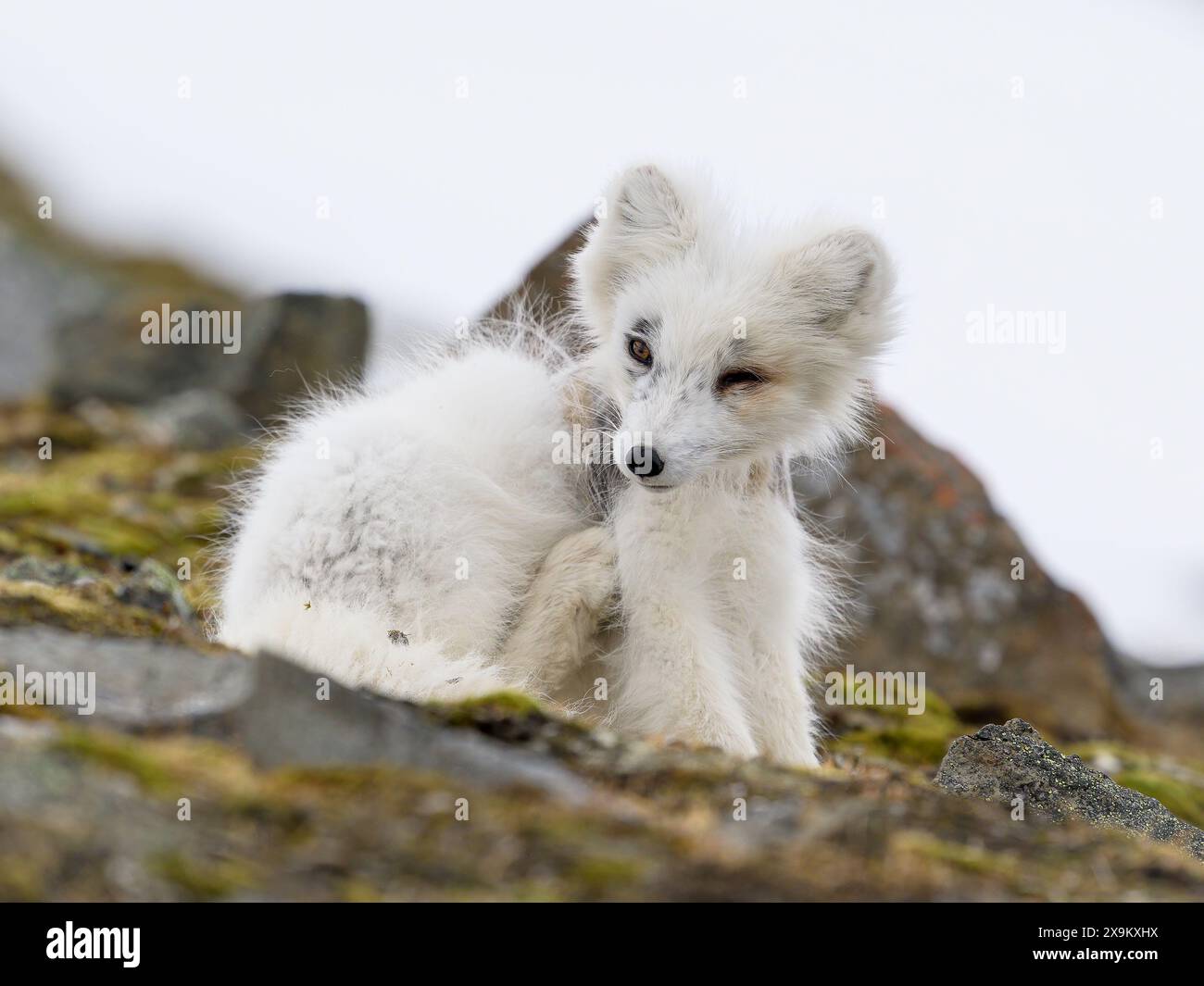 Arctic fox cub (Vulpes lagopus) in Svalbard with fur lice Stock Photo ...