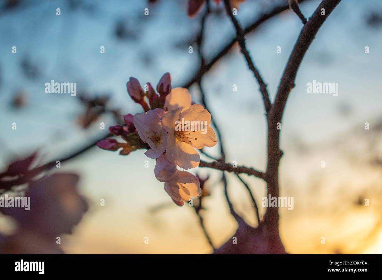 Sunset cherry blossoms hi-res stock photography and images - Alamy